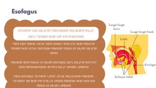 Makanan dan Sistem Pencernaan Kelas 8 SMP | PDF