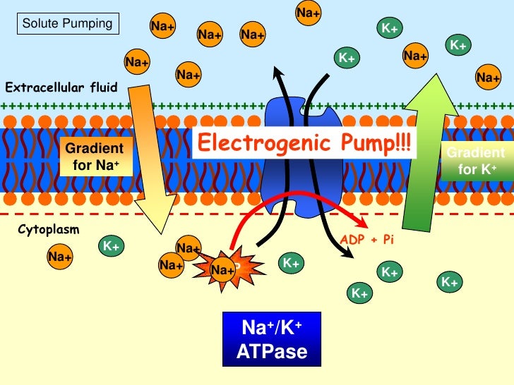 8-Membrane Transport II