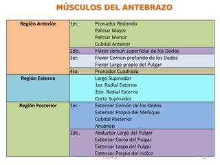 8 miembro superior, antebrazo | PPTX