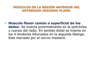 8 miembro superior, antebrazo | PPTX