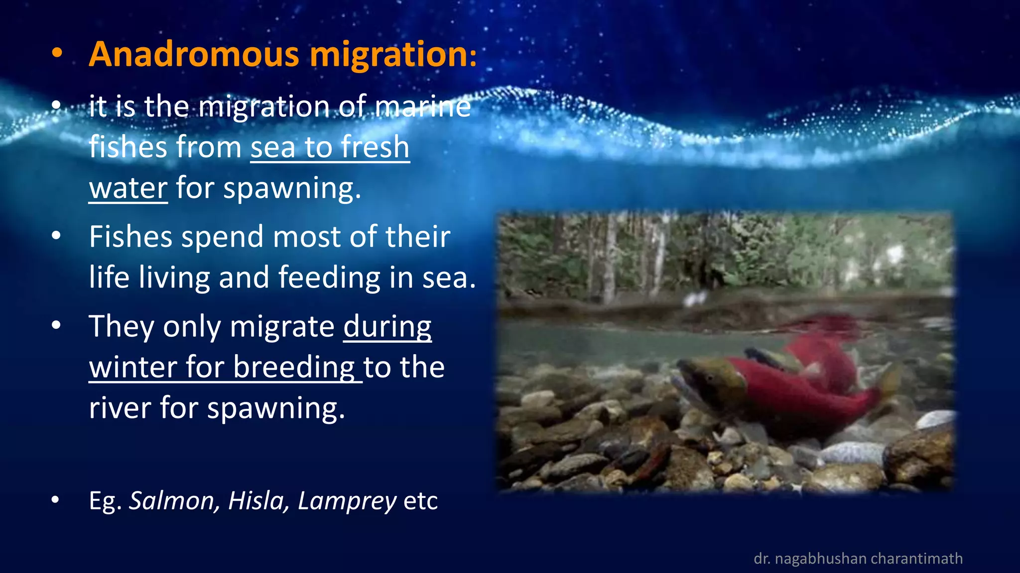 Migration in Fish | PPTX