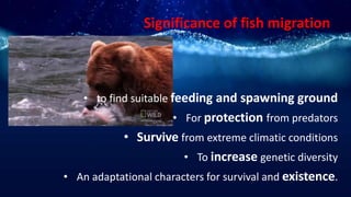 Migration in Fish | PPTX | Fish and Aquariums | Pets