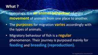 Migration in Fish | PPTX | Fish and Aquariums | Pets
