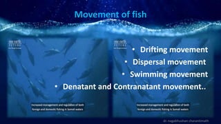 Migration in Fish | PPTX | Fish and Aquariums | Pets