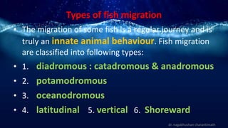 Migration in Fish | PPTX | Fish and Aquariums | Pets