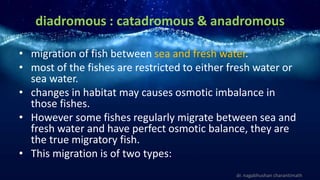 Migration in Fish | PPTX | Fish and Aquariums | Pets