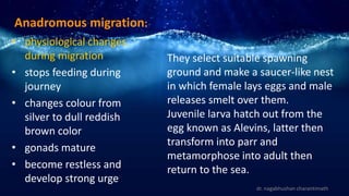 Migration in Fish | PPTX | Fish and Aquariums | Pets