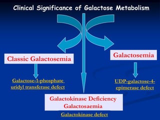 8 monsaccharide-gluconeogenesis | PDF
