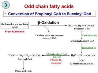 Succinyl Coa Gluconeogenesis