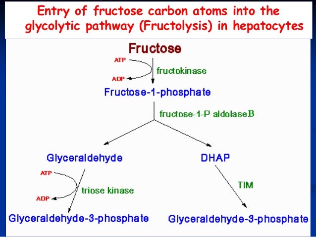 8 monsaccharide-gluconeogenesis