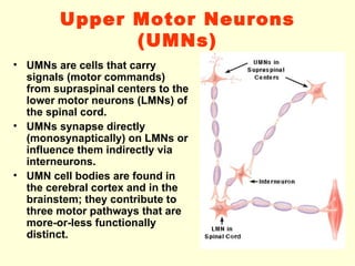 8. motor control-08-09 | PPT