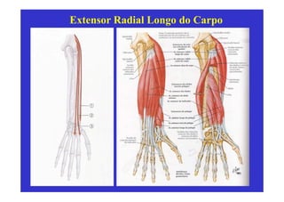 aulas relacionados a Musculos dos membros superiores do corpo humano | PPTX