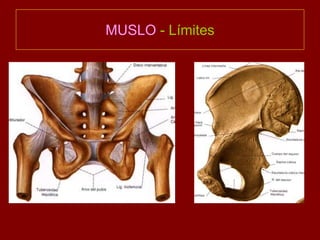 Muslo | PPT