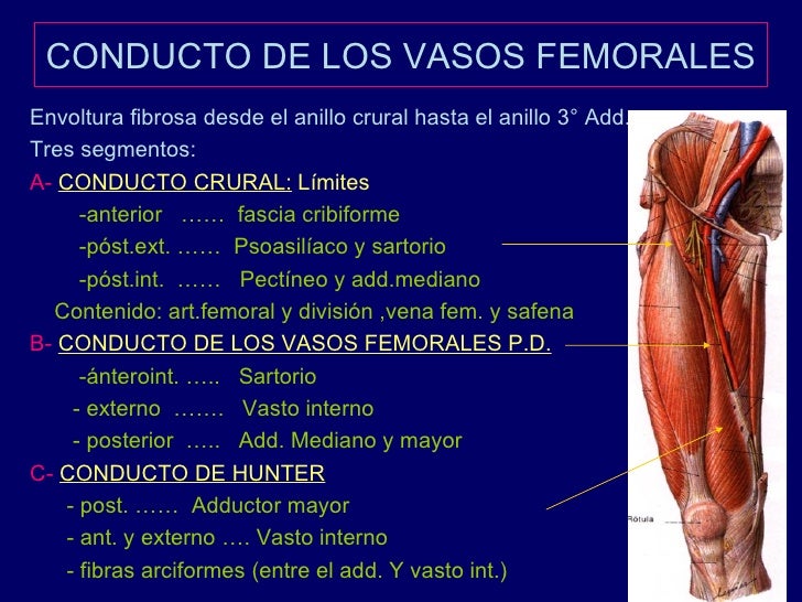 8 Muslo