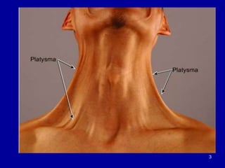 8 neck examination | PPTX