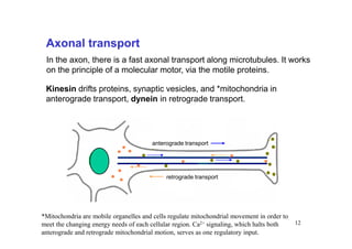 8 nerve cell | PPT