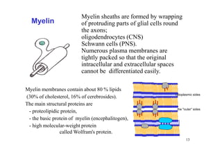 8 nerve cell | PDF