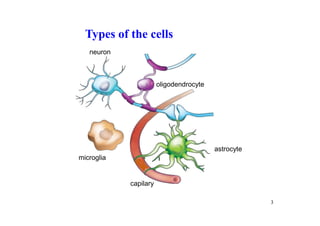 8 nerve cell | PPT