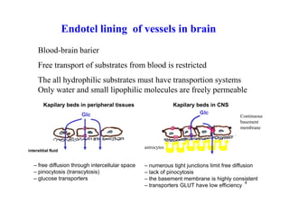 8 nerve cell | PPT