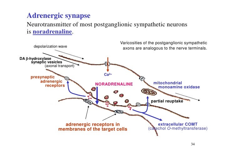 8 nerve cell
