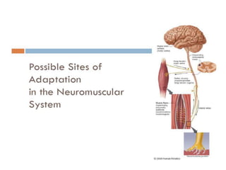 Effects and adaptations of Nervous System to exercise | PPT