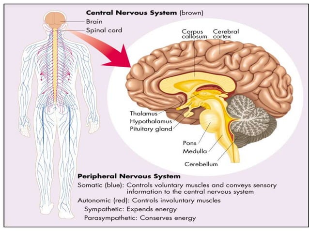 Effects and adaptations of Nervous System to exercise | PPT | Brain and ...