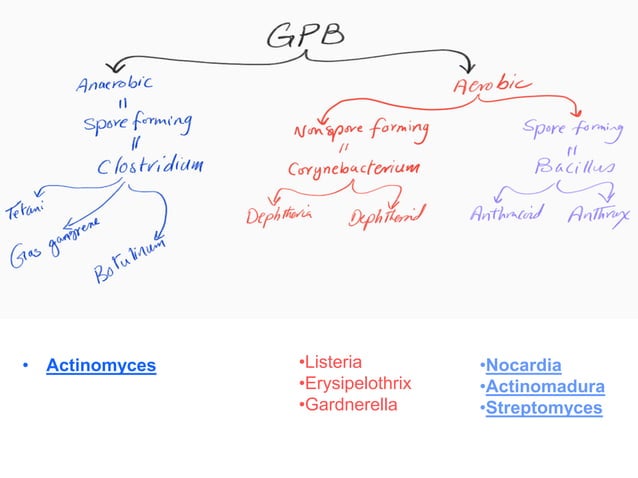 Gram positive bacilli morphology and classification | PDF