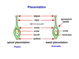 8-Pollination & Fecundation.ppt