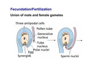 8-Pollination & Fecundation.ppt