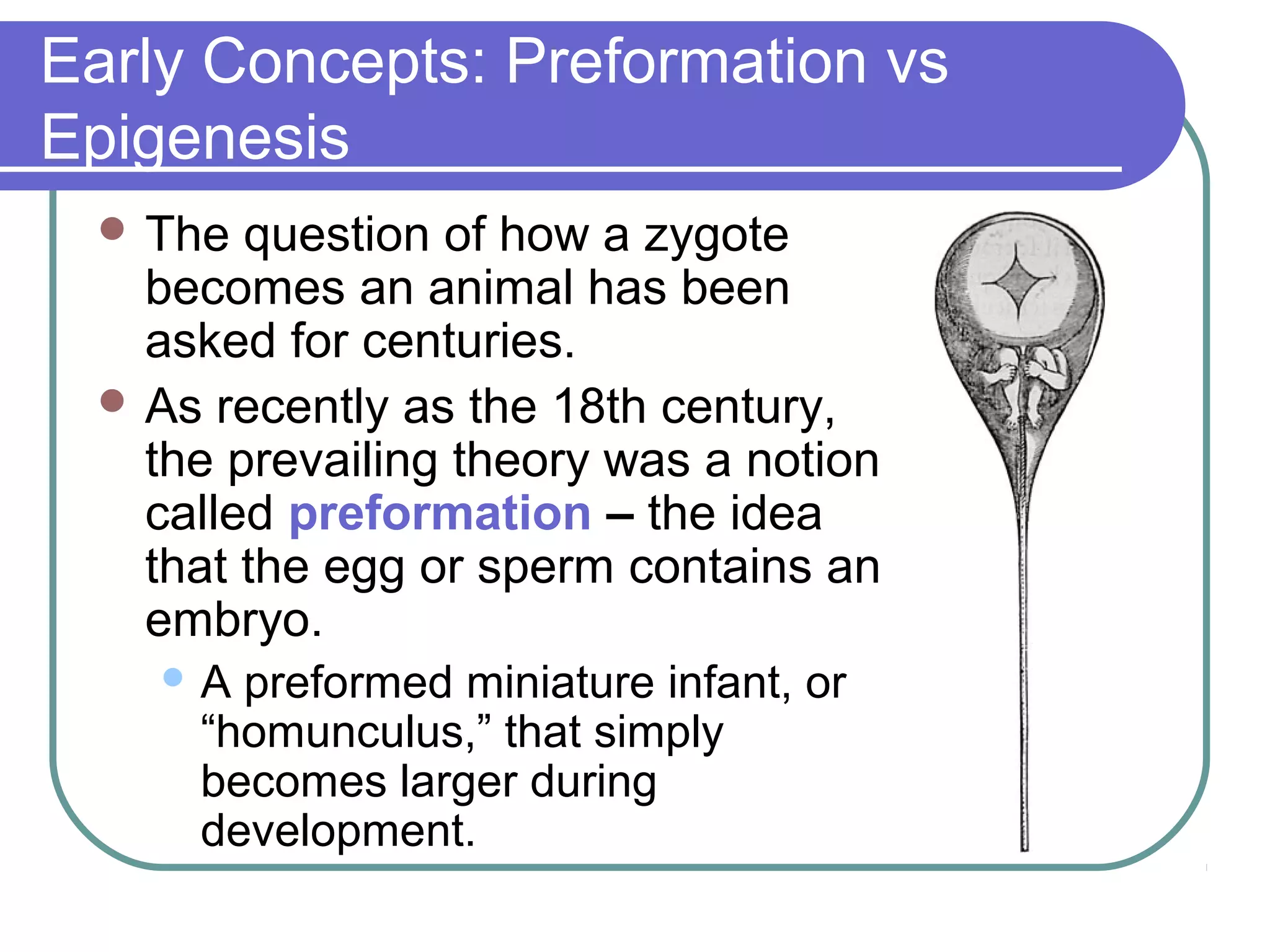 Processes on animal development | PPT