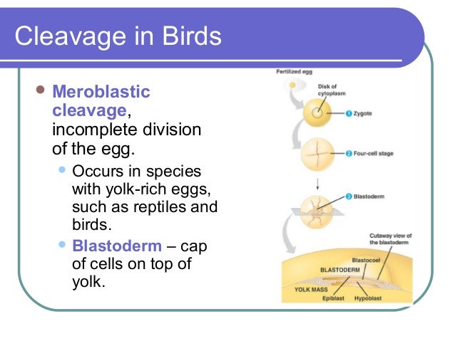 Processes on animal development