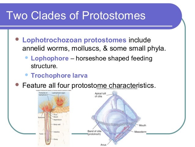 Processes on animal development