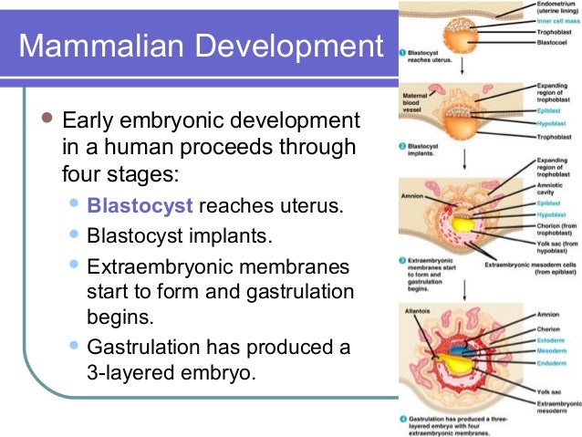 Processes on animal development