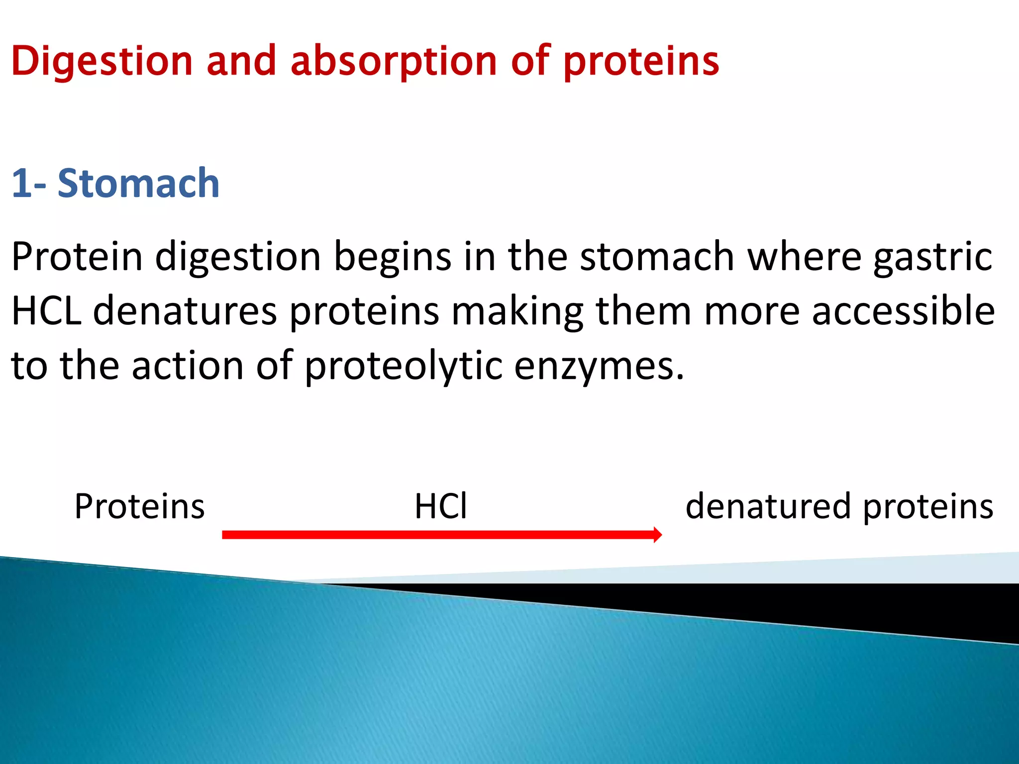8-protein metabolism.pptx