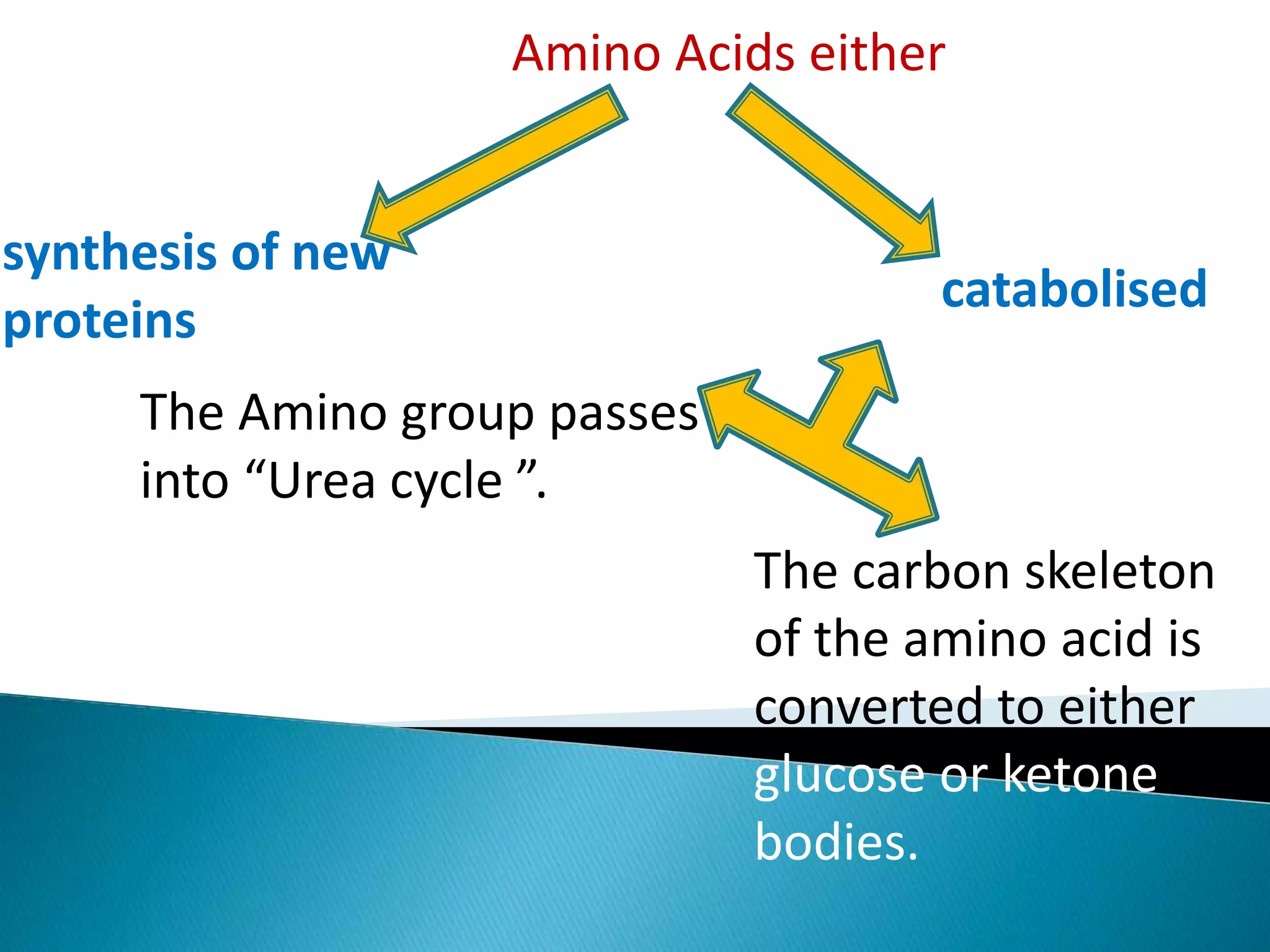 8-protein metabolism.pptx