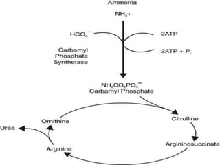 8-protein metabolism.pptx