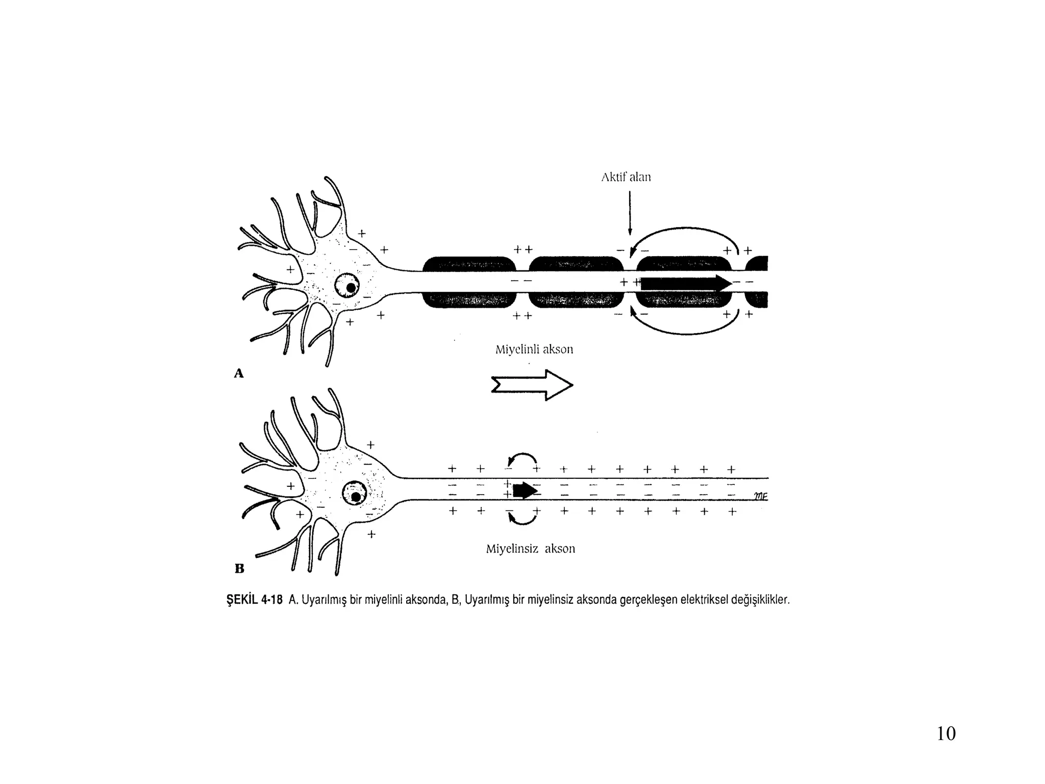 periferal nervous system, periferik sinir sistemi | PPT