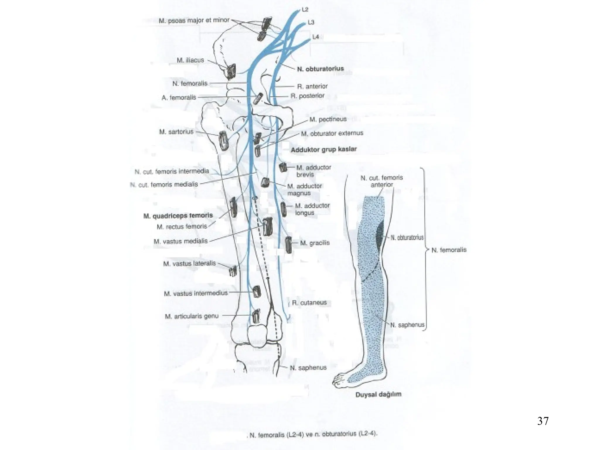 periferal nervous system, periferik sinir sistemi | PPT