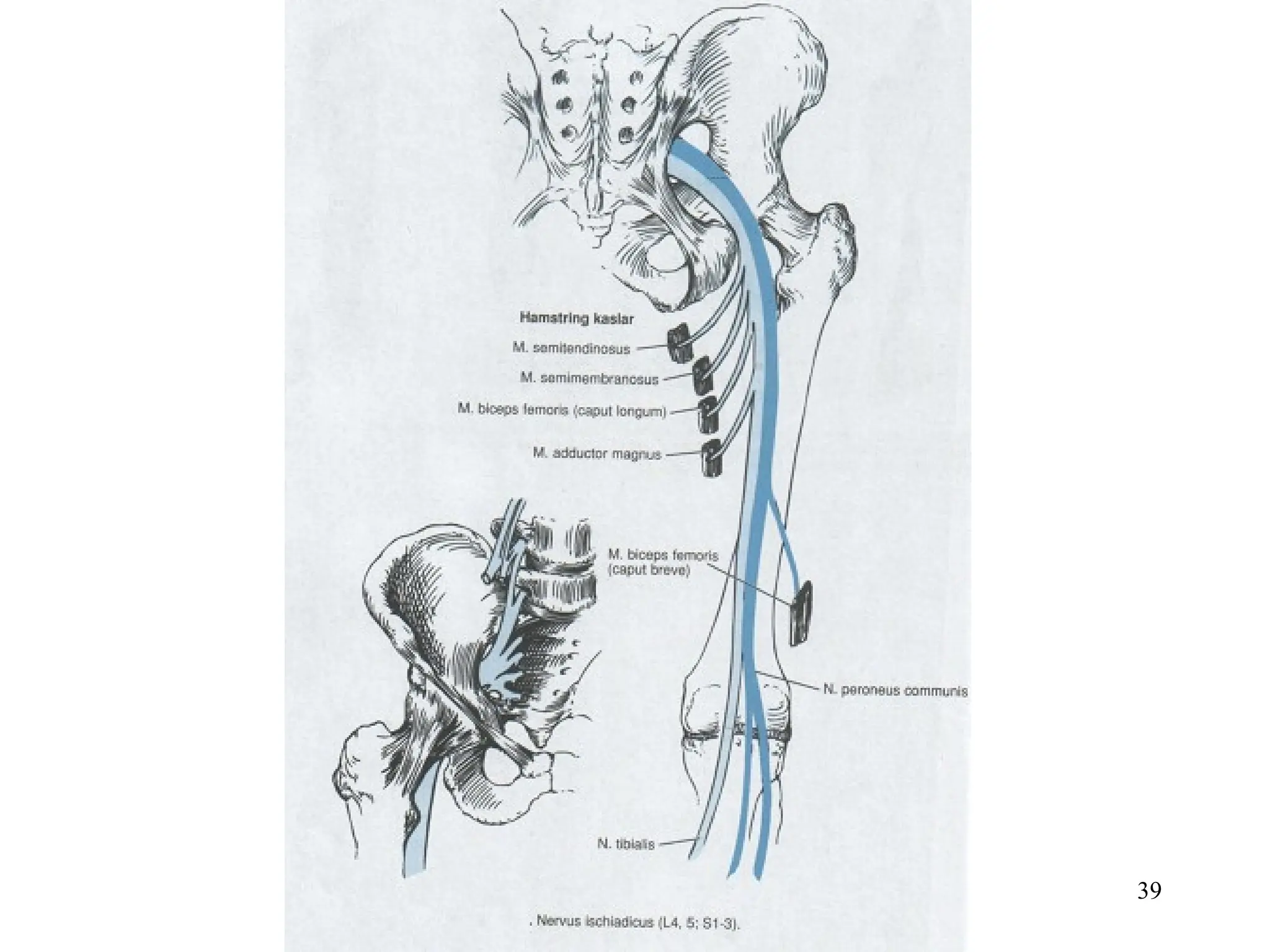 periferal nervous system, periferik sinir sistemi | PPT