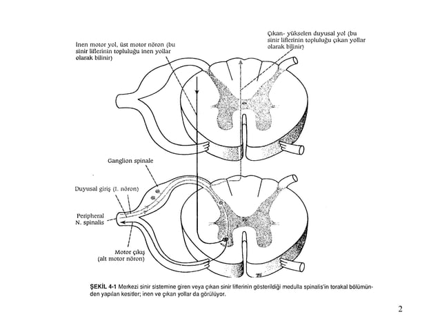 periferal nervous system, periferik sinir sistemi | PPT