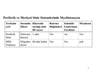 periferal nervous system, periferik sinir sistemi | PPT