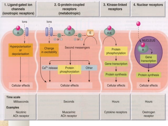 Receptors and its classificationvpp | PPT