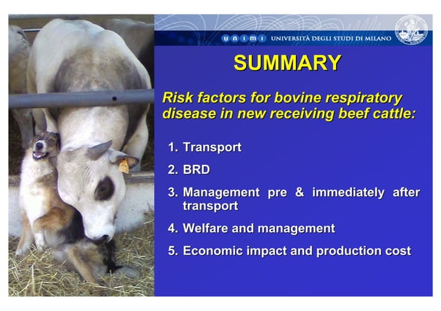 8. respiratory disease during hte adaptation phase in imported beef ...