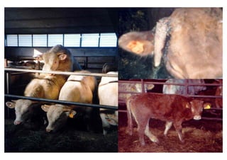 8. respiratory disease during hte adaptation phase in imported beef ...