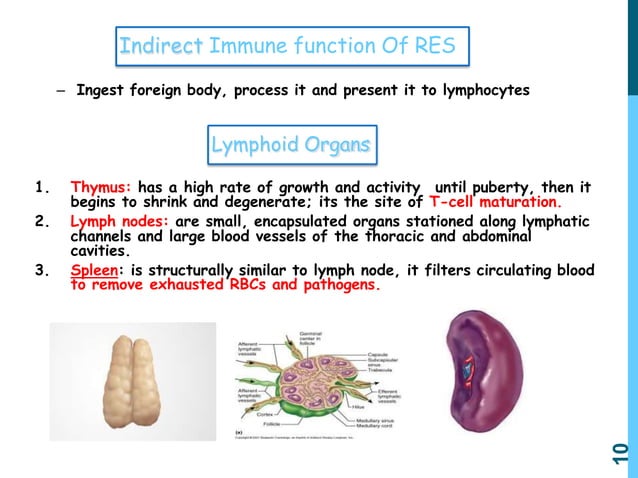 8-Reticuloendothelial System (RES).pptx