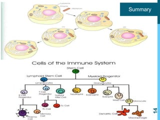 8-Reticuloendothelial System (RES).pptx
