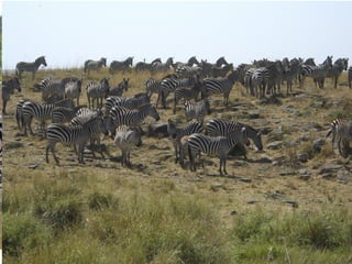 8 savannah description | PPT