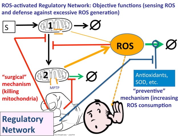 SBGN comprehensive disease maps at LCSB. | PPT