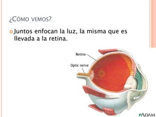 ANATO-FISIO órganos de los sentidos | PPTX | Eye and Vision Conditions ...