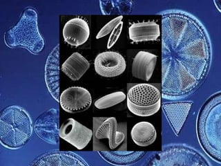 8. Simple Organism Notes | PPT